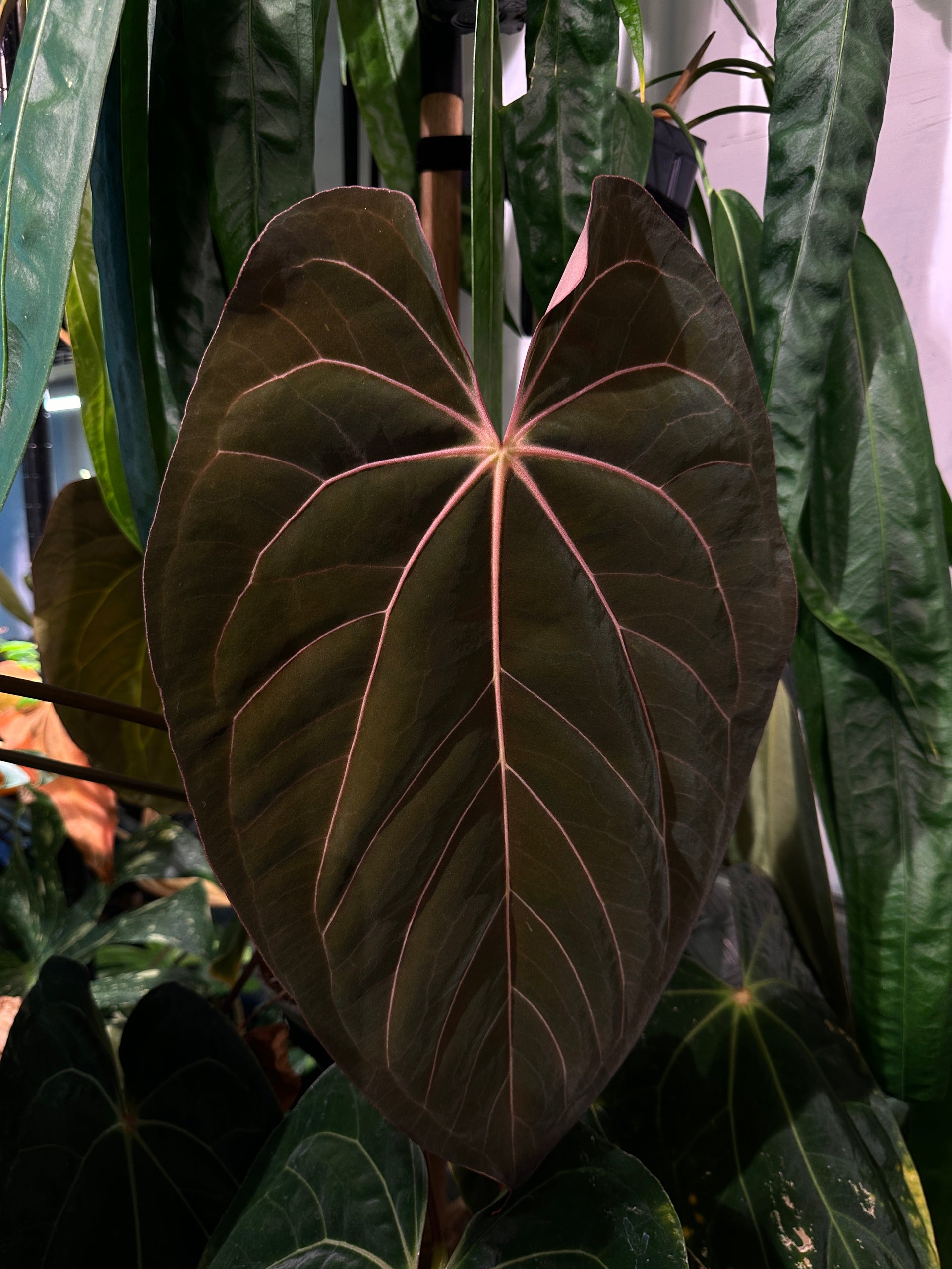 ‘Carlos’ aka carla x papi ‘RL’ – Rousseau Plant Care