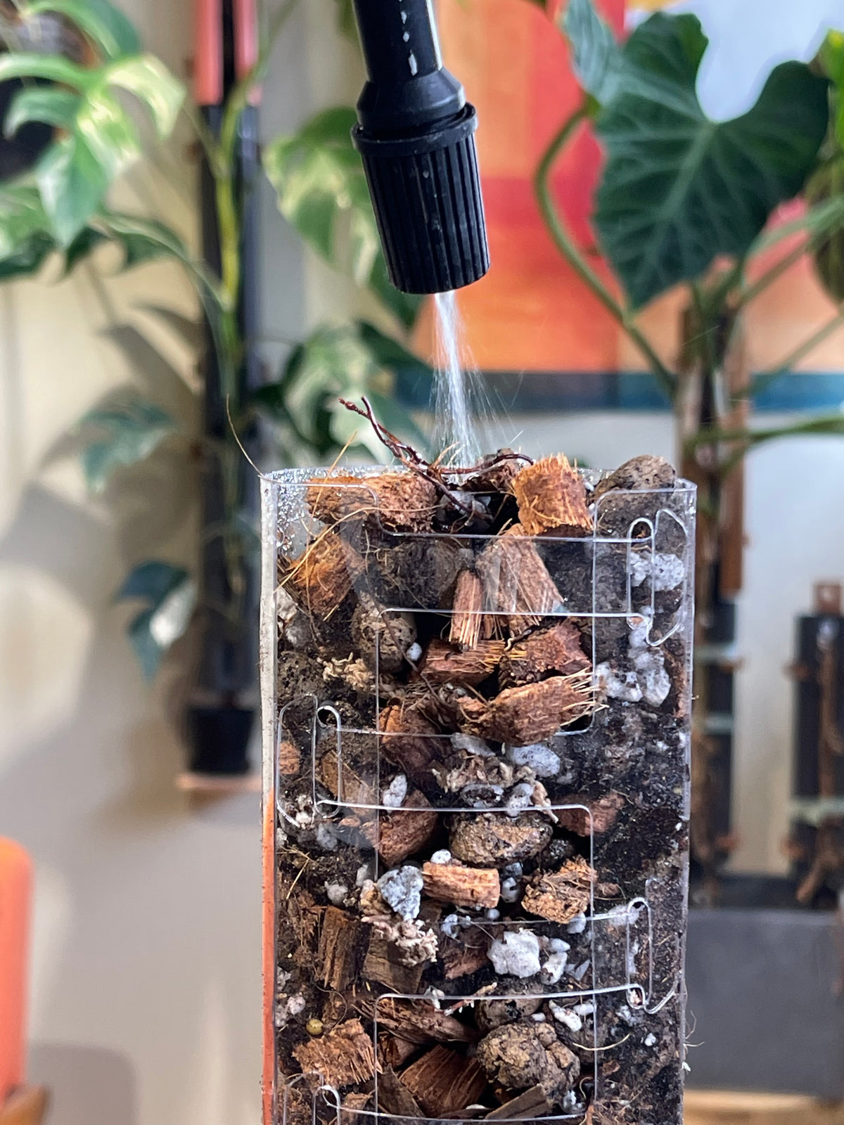 Clear Moss Pole Instructions & Tips – Rousseau Plant Care