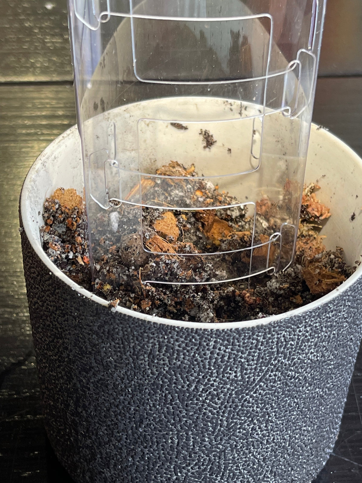 Clear Moss Pole Instructions & Tips – Rousseau Plant Care