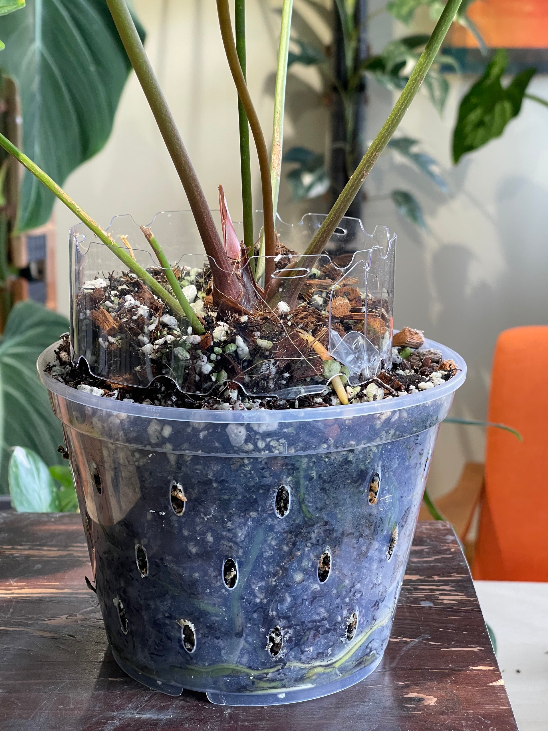 Clear Pot Extender – Rousseau Plant Care