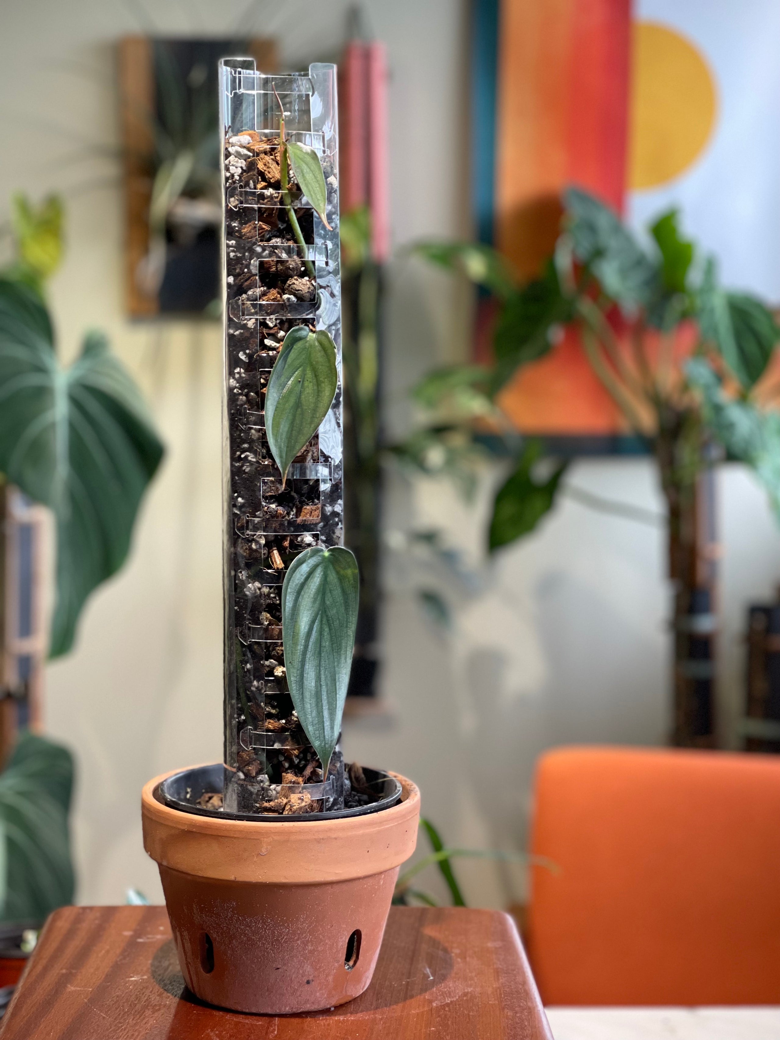 Starter Moss Pole: Clear – Rousseau Plant Care